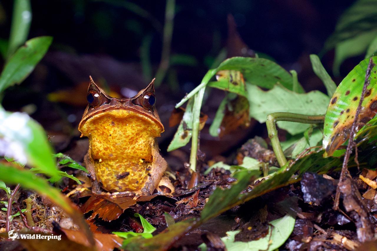 Bornean Horned Frog (Pelobatrachus nasutus) | Nighttime Jungle Herping in Borneo | WildHerping