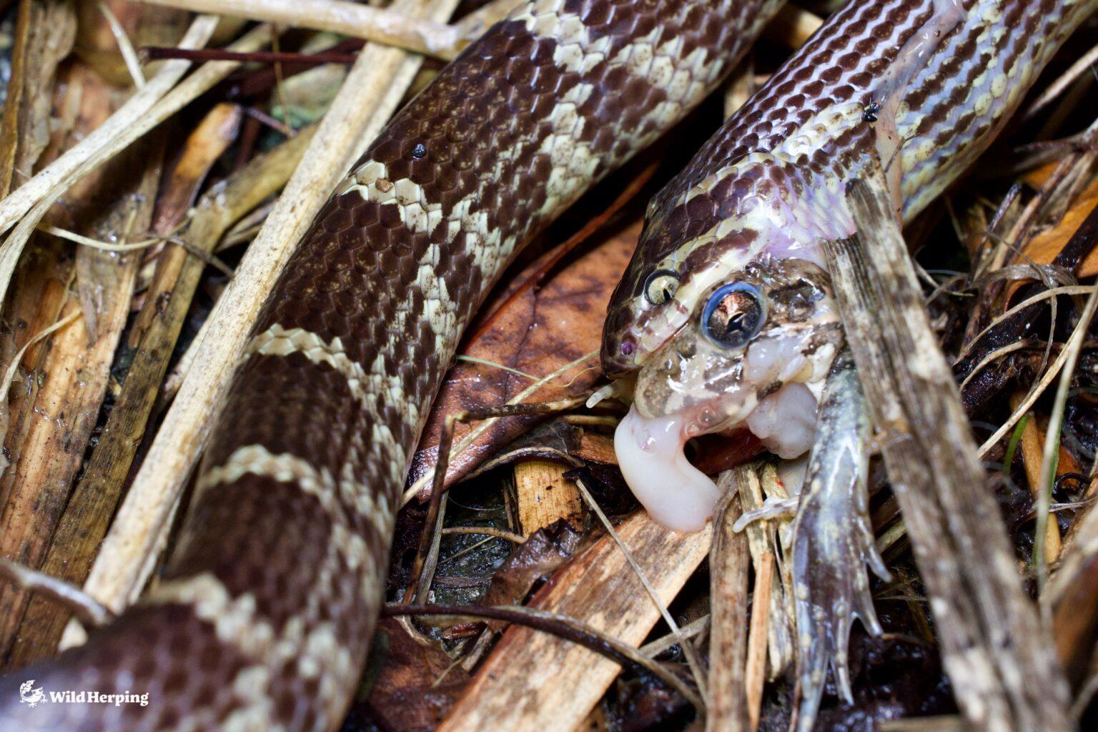 Encounter with the Sakishima-banded Snake (Lycodon rufozonatus walli ...
