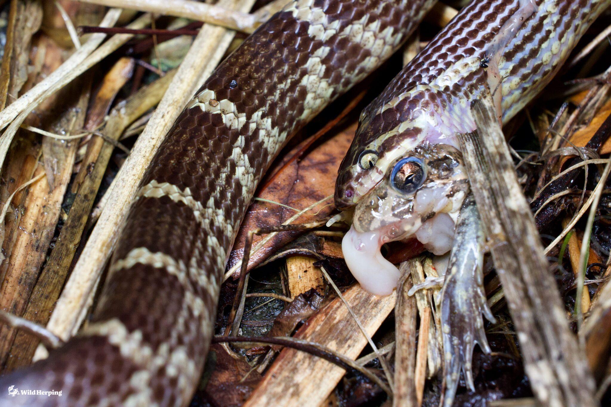 Encounter with the Sakishima-banded Snake (Lycodon rufozonatus walli ...