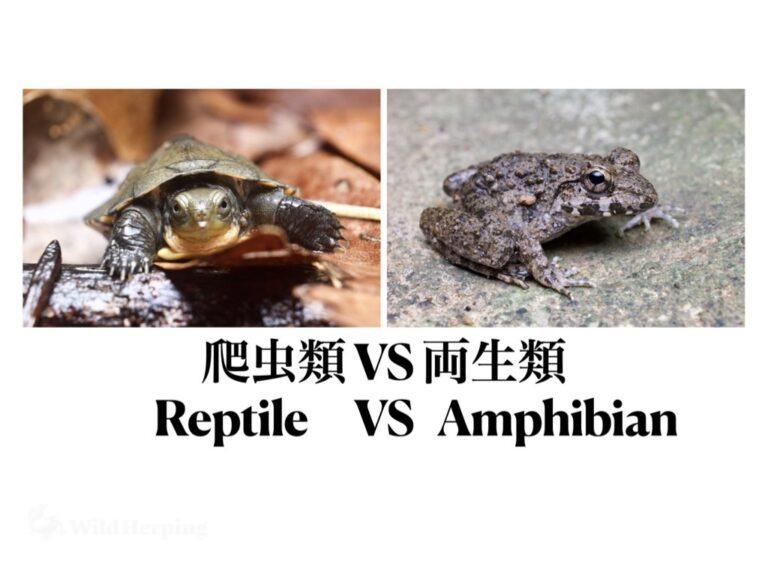 Reptiles vs Amphibians: Distinguishing Features and Shared Traits ...