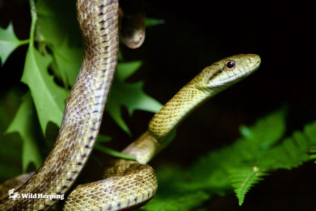 Japanese Rat Snake(Elaphe climacophora）:Your Guide to Spotting the ...