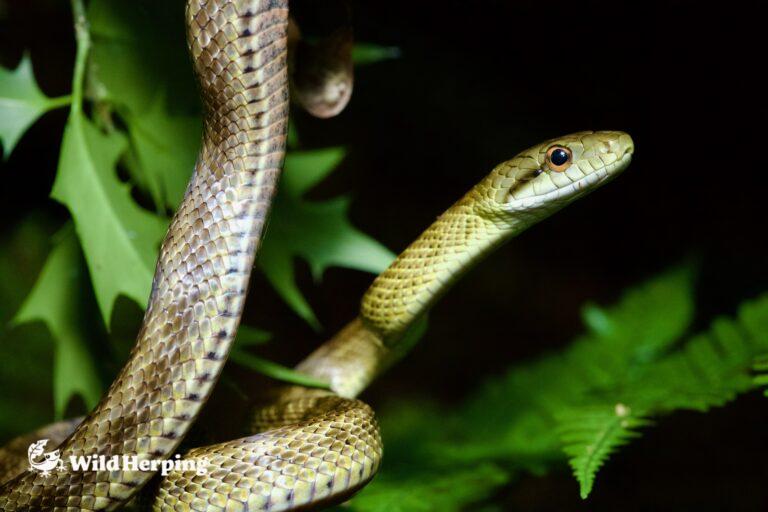 Herping Japan”Japanese Rat Snake”Your Guide to Spotting the cutest ...