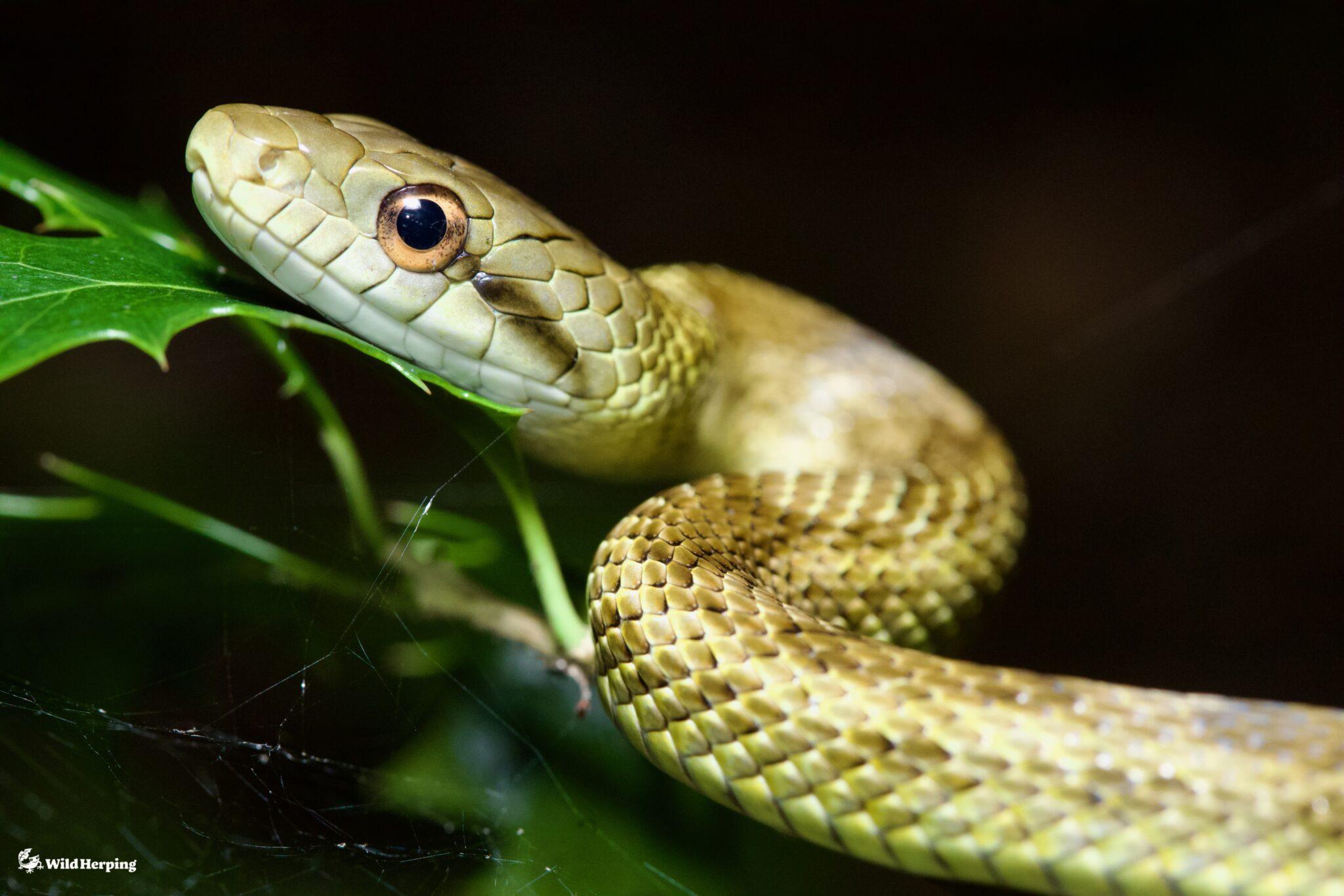 Herping Japan”Japanese Rat Snake”Your Guide to Spotting the cutest ...