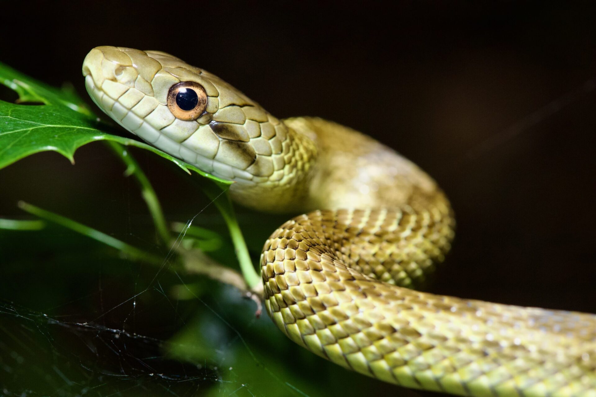 Herping Japan”Japanese Rat Snake”Your Guide to Spotting the cutest ...
