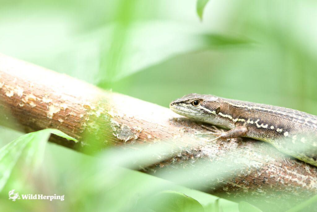 Herping Japan：Discover the Treasures of Japan: The Unique Japanese ...