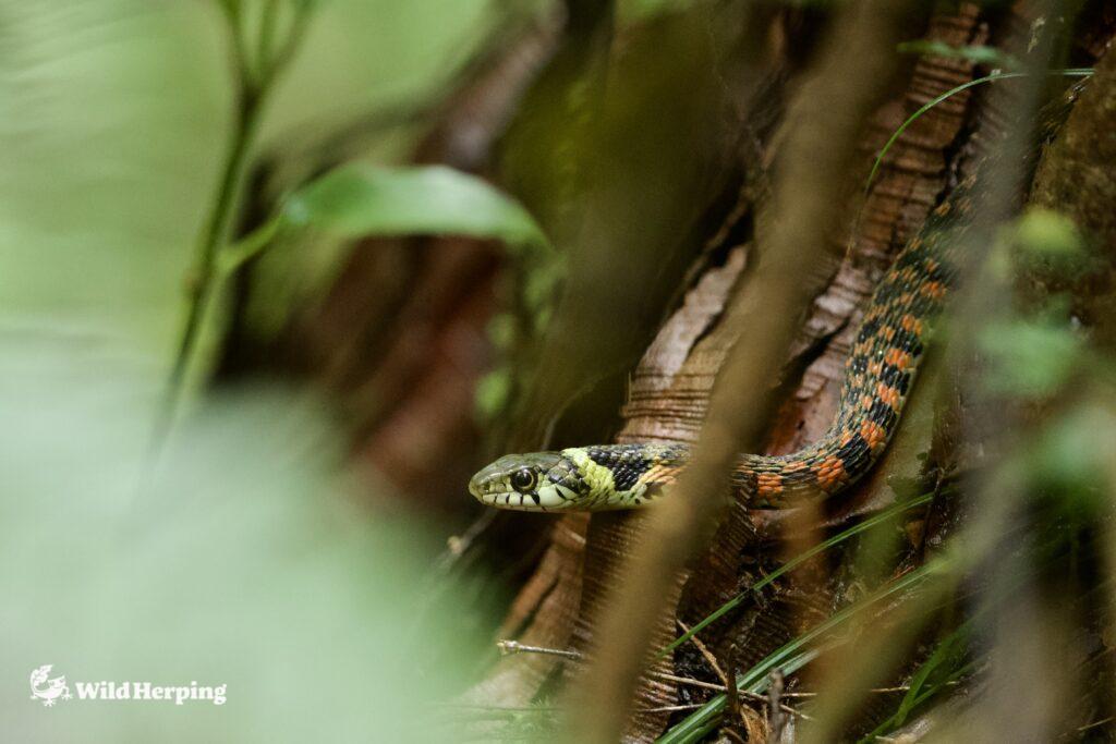 Herping Japan”Blue Tiger Keelback”Your Guide to Spotting this Rare ...