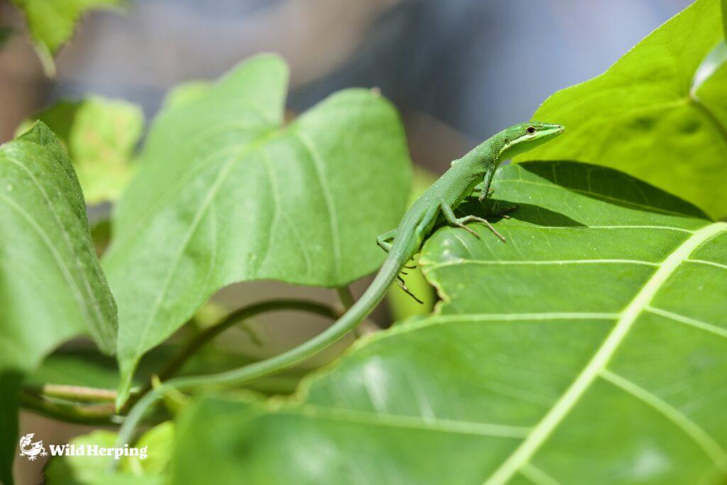 Herping Japan” Sakishima Glass Lizard”The Most Beautiful Glass Lizard ...