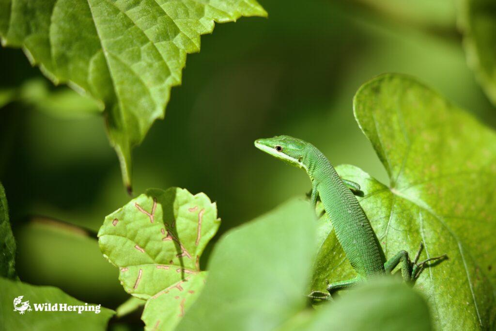 Herping Japan” Sakishima Glass Lizard”The Most Beautiful Glass Lizard ...