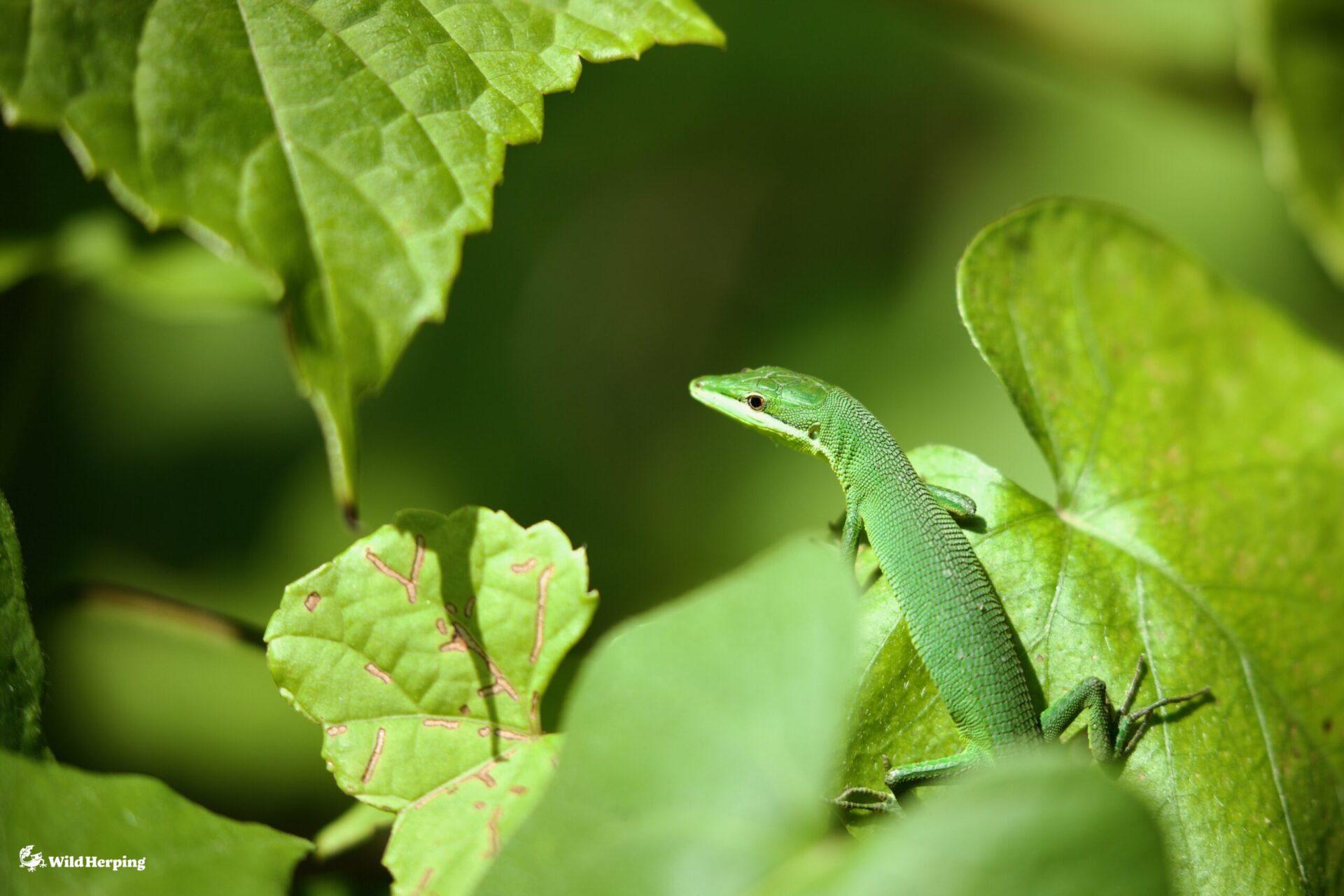 Herping Japan” Sakishima Glass Lizard”The Most Beautiful Glass Lizard ...