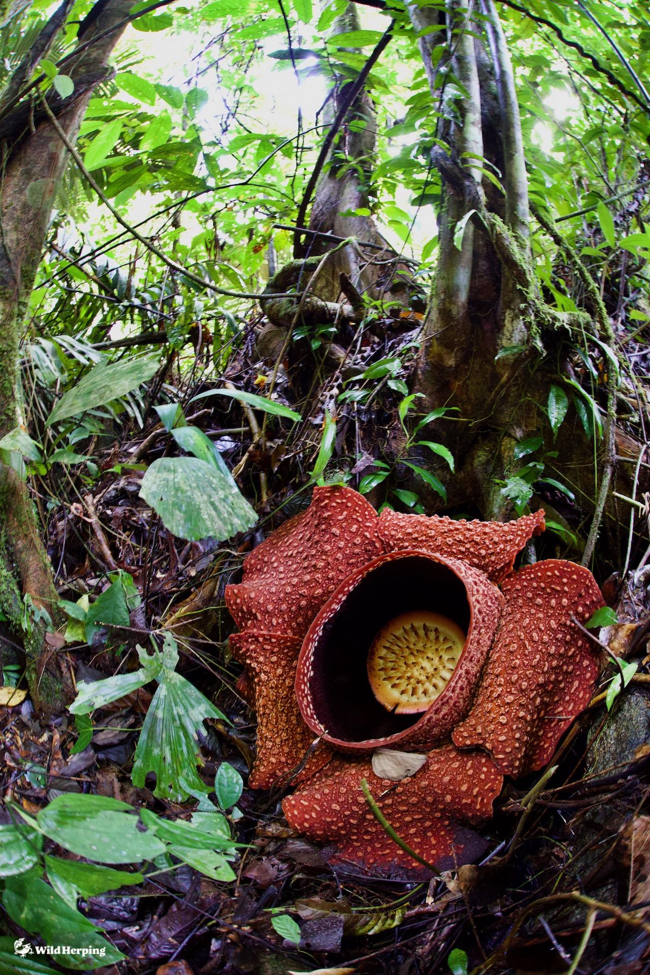 Understanding Earth Colors: Why It’s Preferred for Wildlife Observation ...