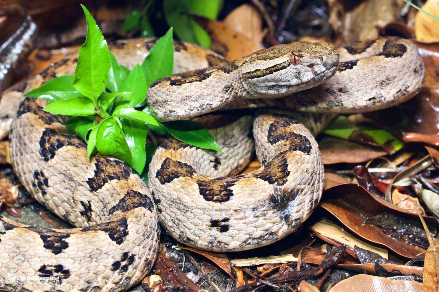 Tips for Finding the Elegant Pit Viper (Protobothrops elegans ...