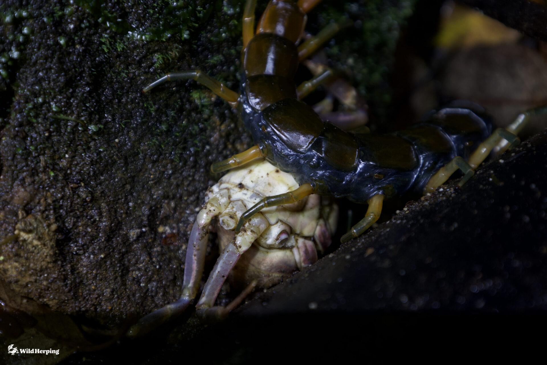 Wildlife Japan Meet the Giant Centipede Species=Scolopendra Alcyona ...
