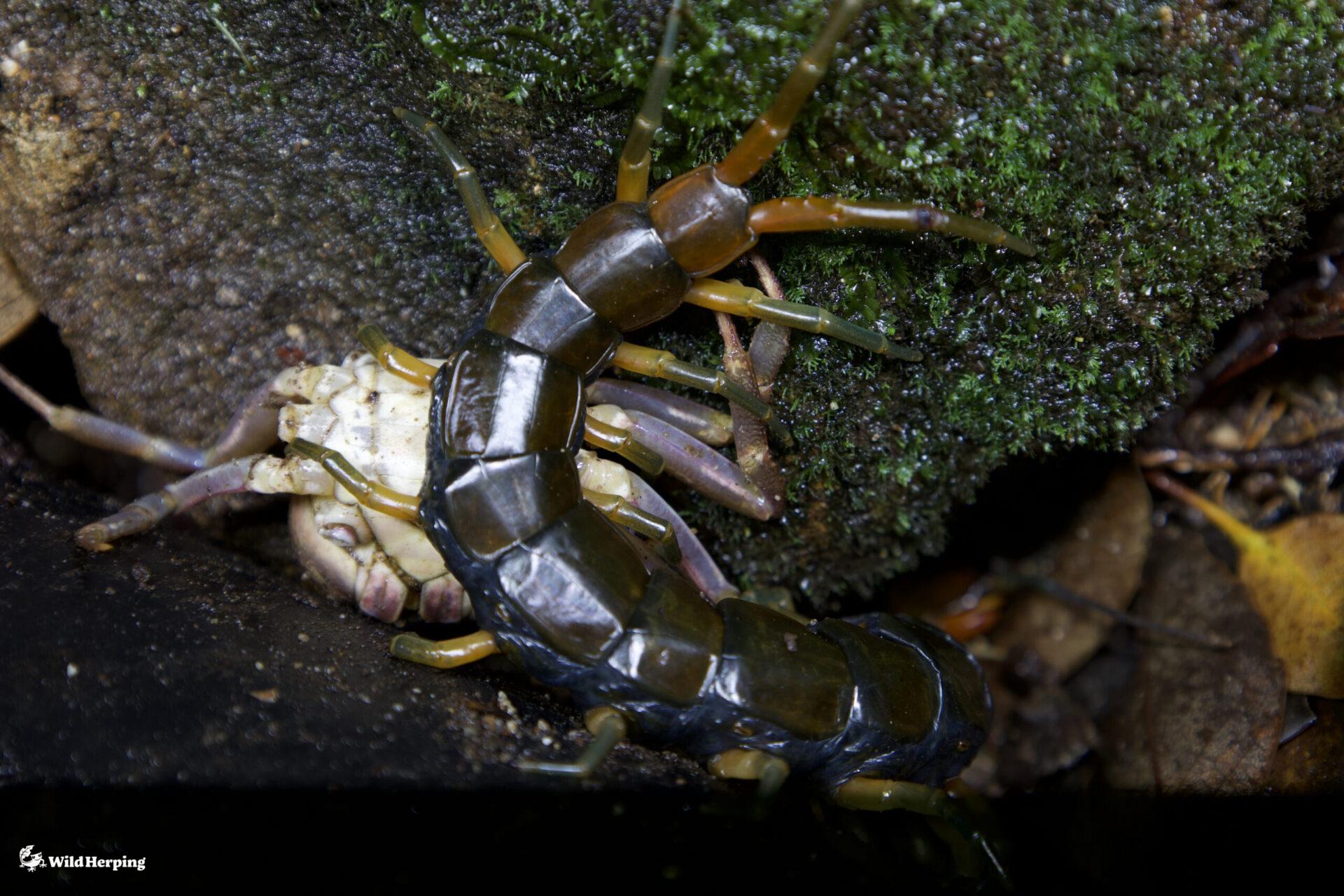 Wildlife Japan Meet the Giant Centipede Species=Scolopendra Alcyona ...