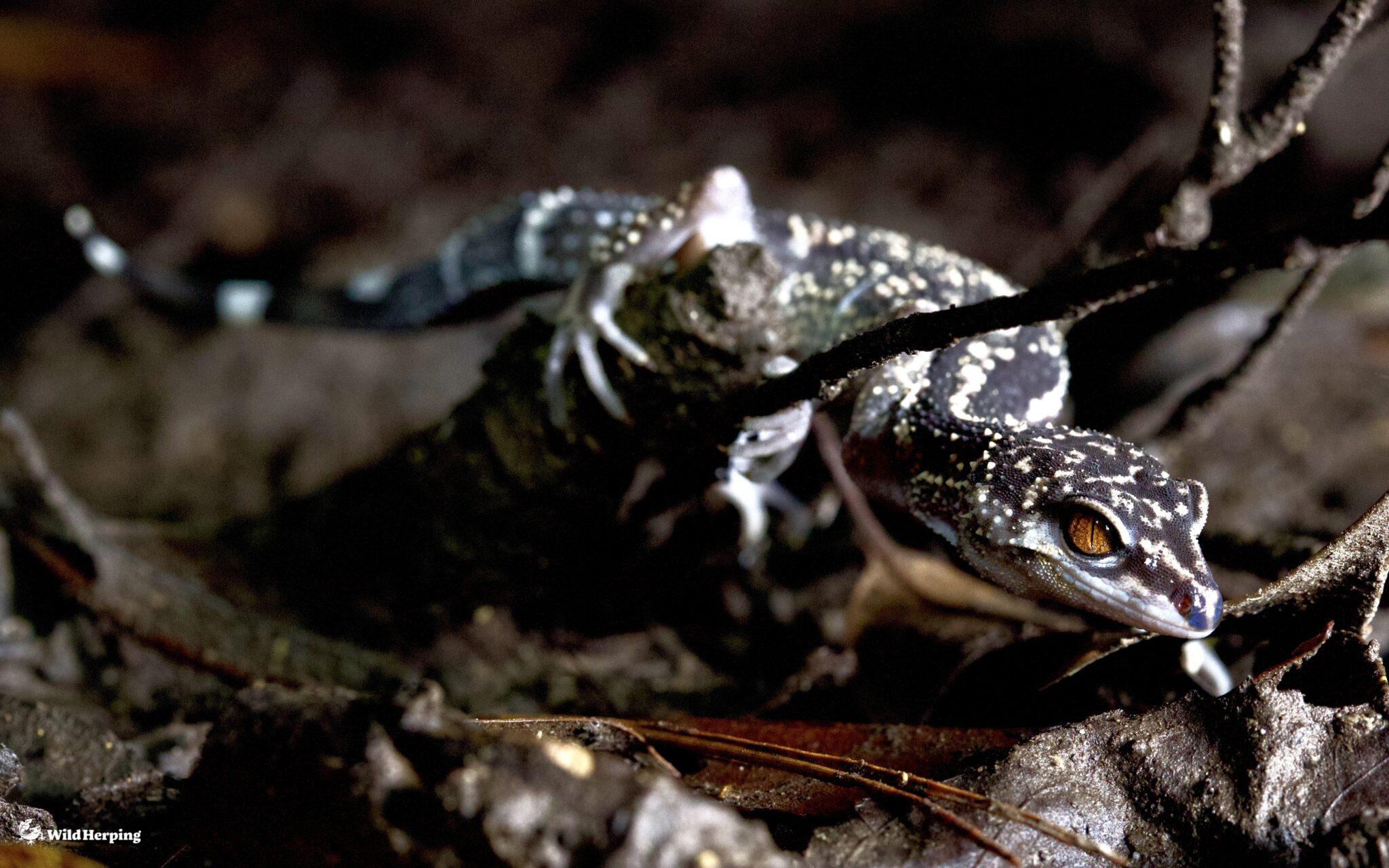 Herping Japan,Okinawa:Exploring the Enigmatic World of the Japanese ...