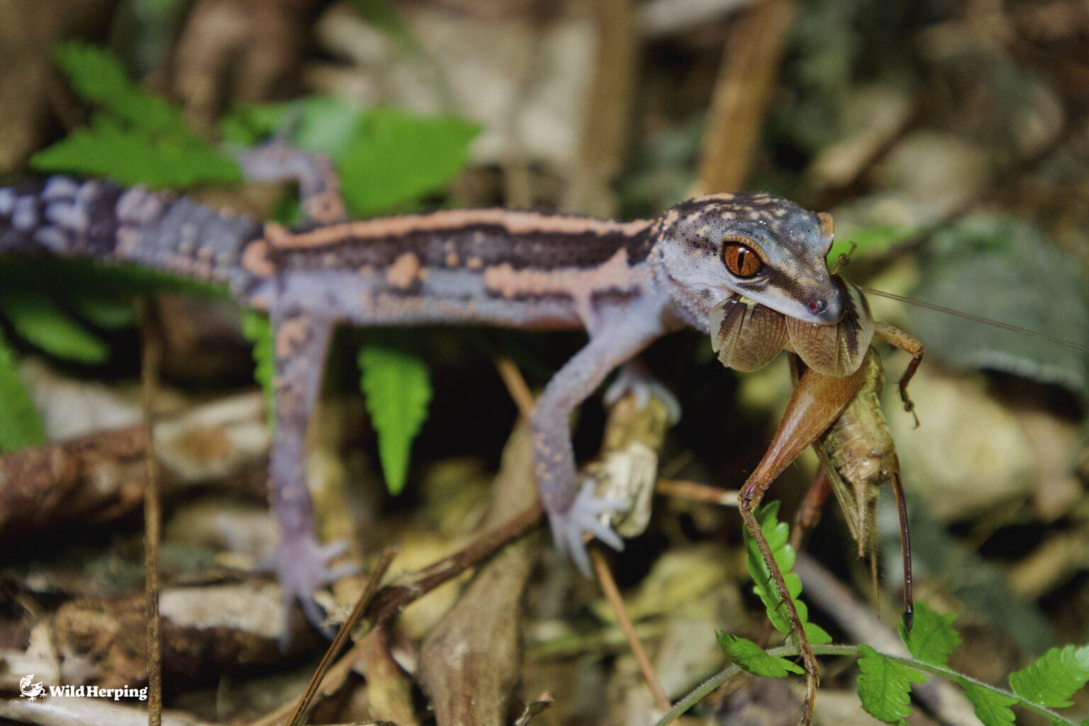 Herping Japan,Okinawa:Exploring the Enigmatic World of the Japanese ...