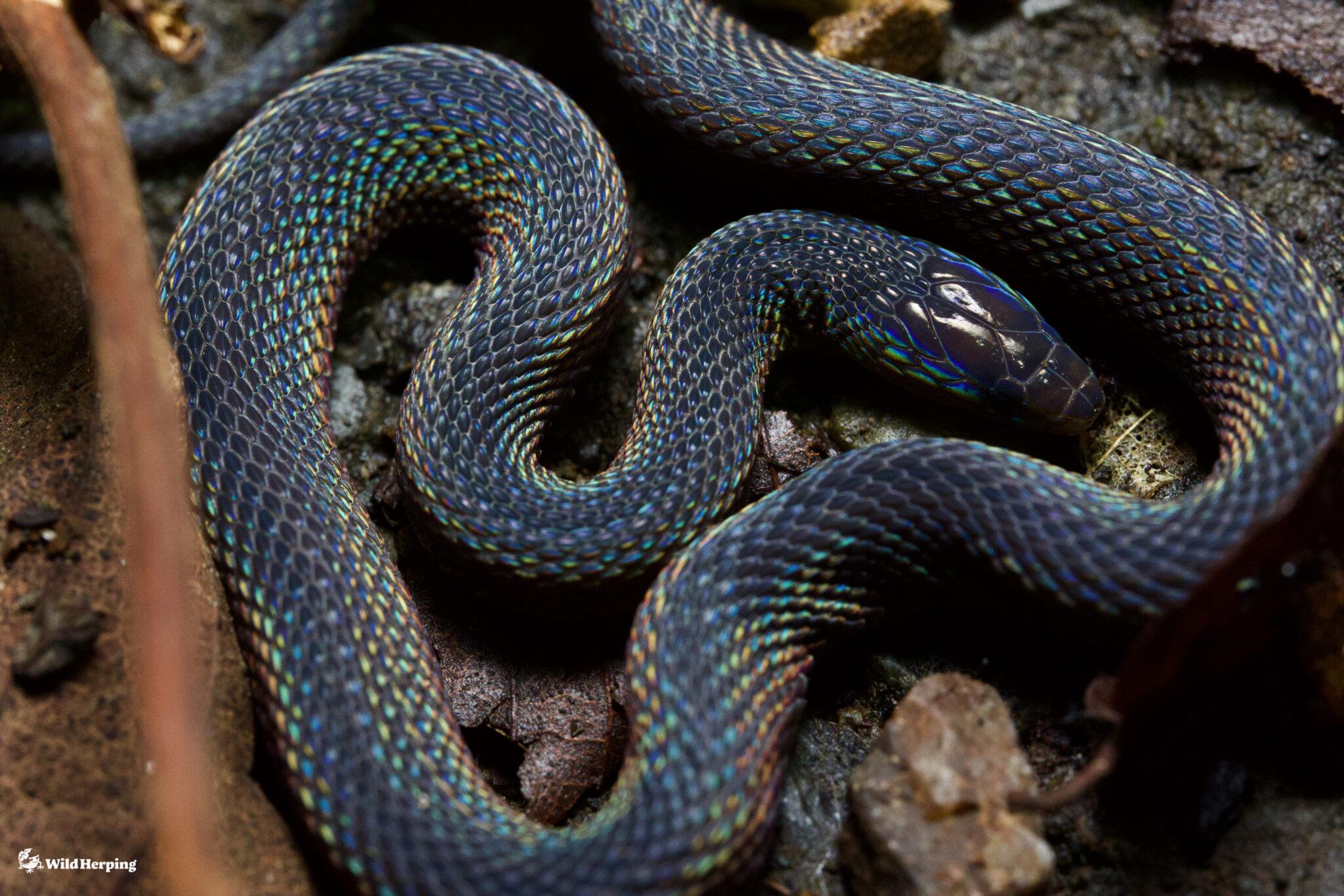 Herping Japan：Unraveling the Mysteries of the Japanese Odd-Scaled Snake ...