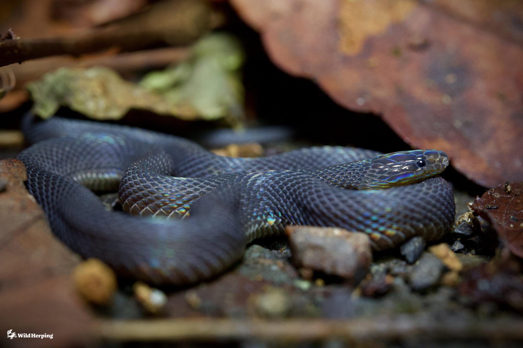 Herping Japan：Unraveling the Mysteries of the Japanese Odd-Scaled Snake ...