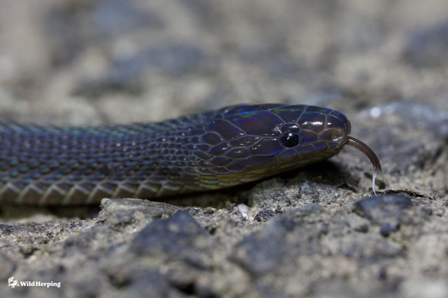 Herping Japan：Unraveling the Mysteries of the Japanese Odd-Scaled Snake ...