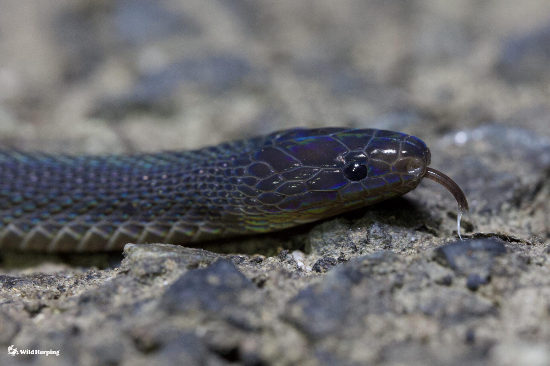 Herping Japan：Unraveling the Mysteries of the Japanese Odd-Scaled Snake ...