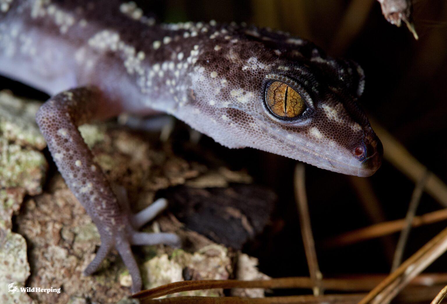 Discovery of a New Gecko Species, Goniurosaurus nebulozonatus, Adds to ...
