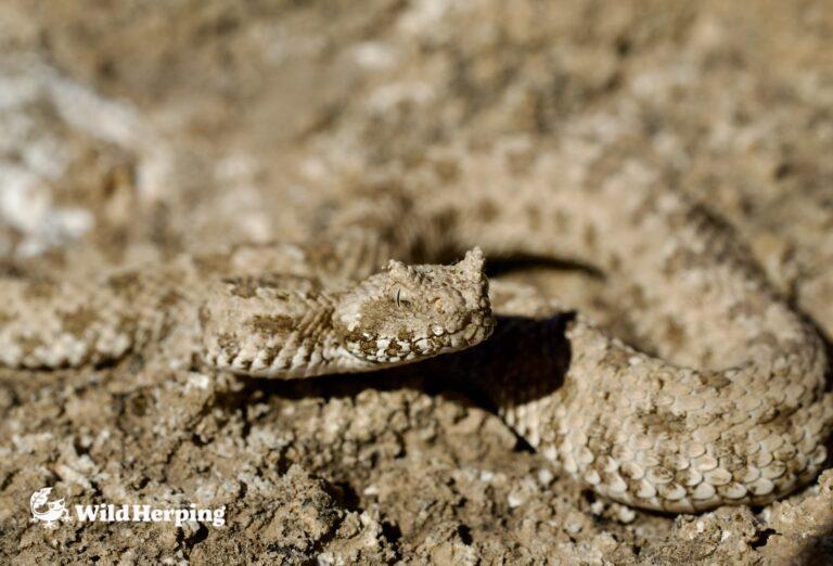 How to see the wild Spider-tailed Horned viper (Pseudocerastes ...