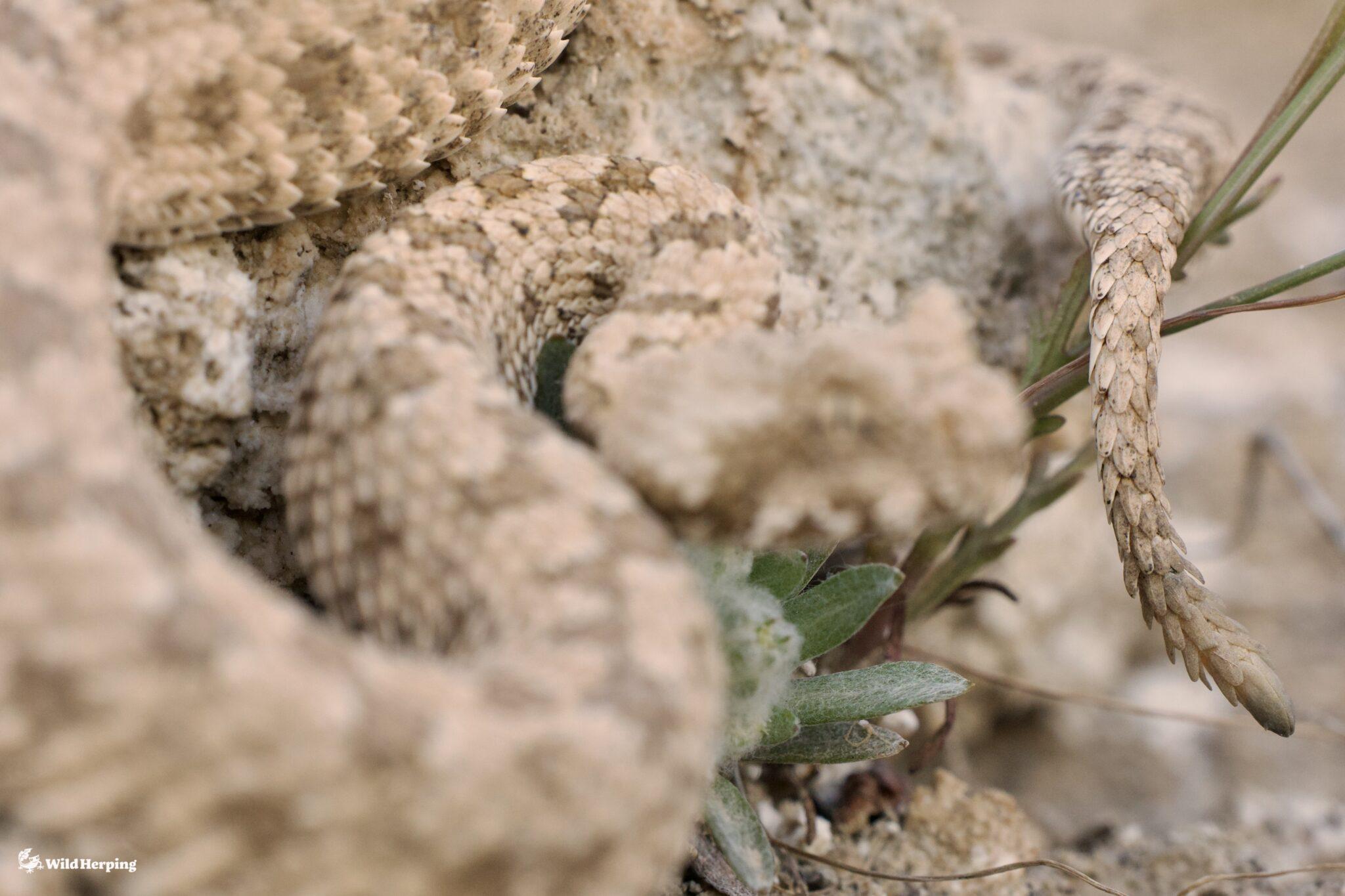 How to see the wild Spider-tailed Horned viper (Pseudocerastes ...