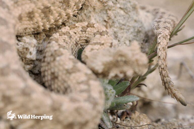 How to see the wild Spider-tailed Horned viper (Pseudocerastes ...