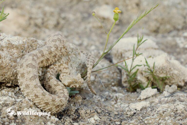 How to see the wild Spider-tailed Horned viper (Pseudocerastes ...
