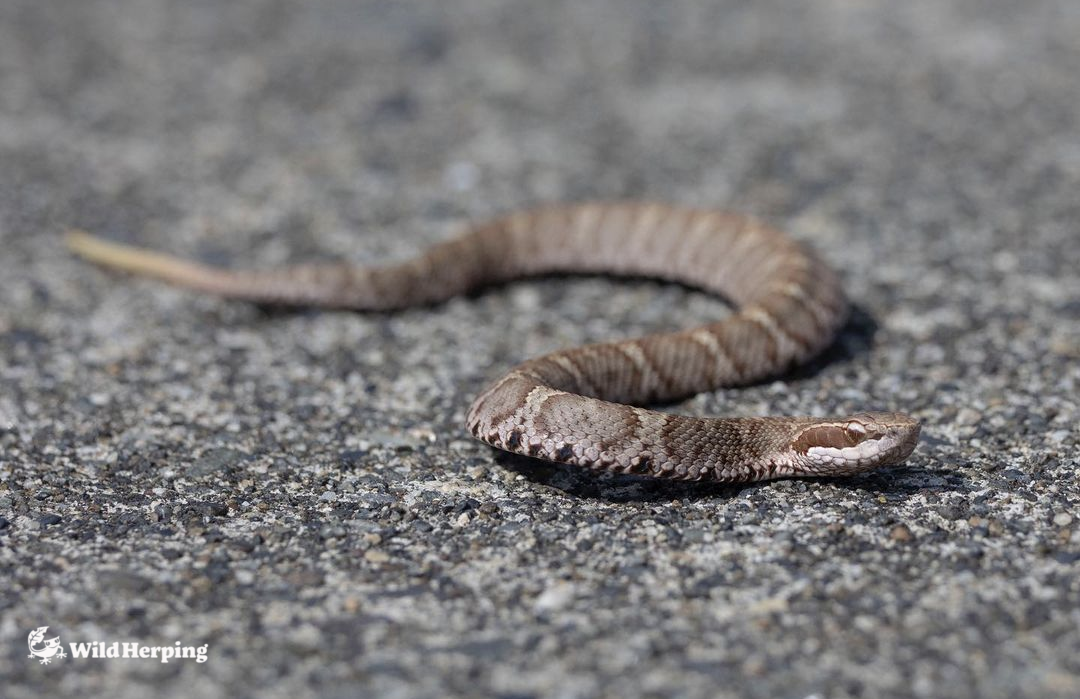 Mamushi Viper: Morphology, Habitat, Reproduction, and Diet Explained ...