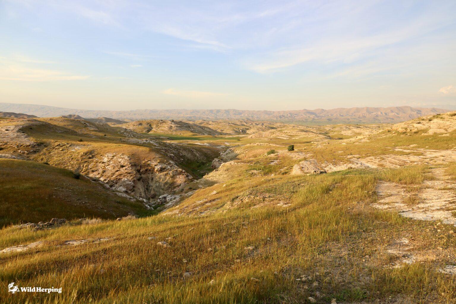 Hunting for Wild Iranian Leopard Geckos in the Zagros Mountains of Iran ...