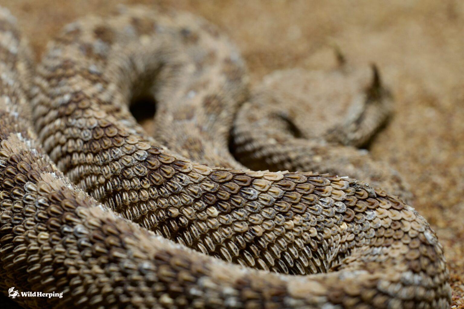 The Enigmatic Arabian Horned Viper（Cerastes gasperettii） | WildHerping
