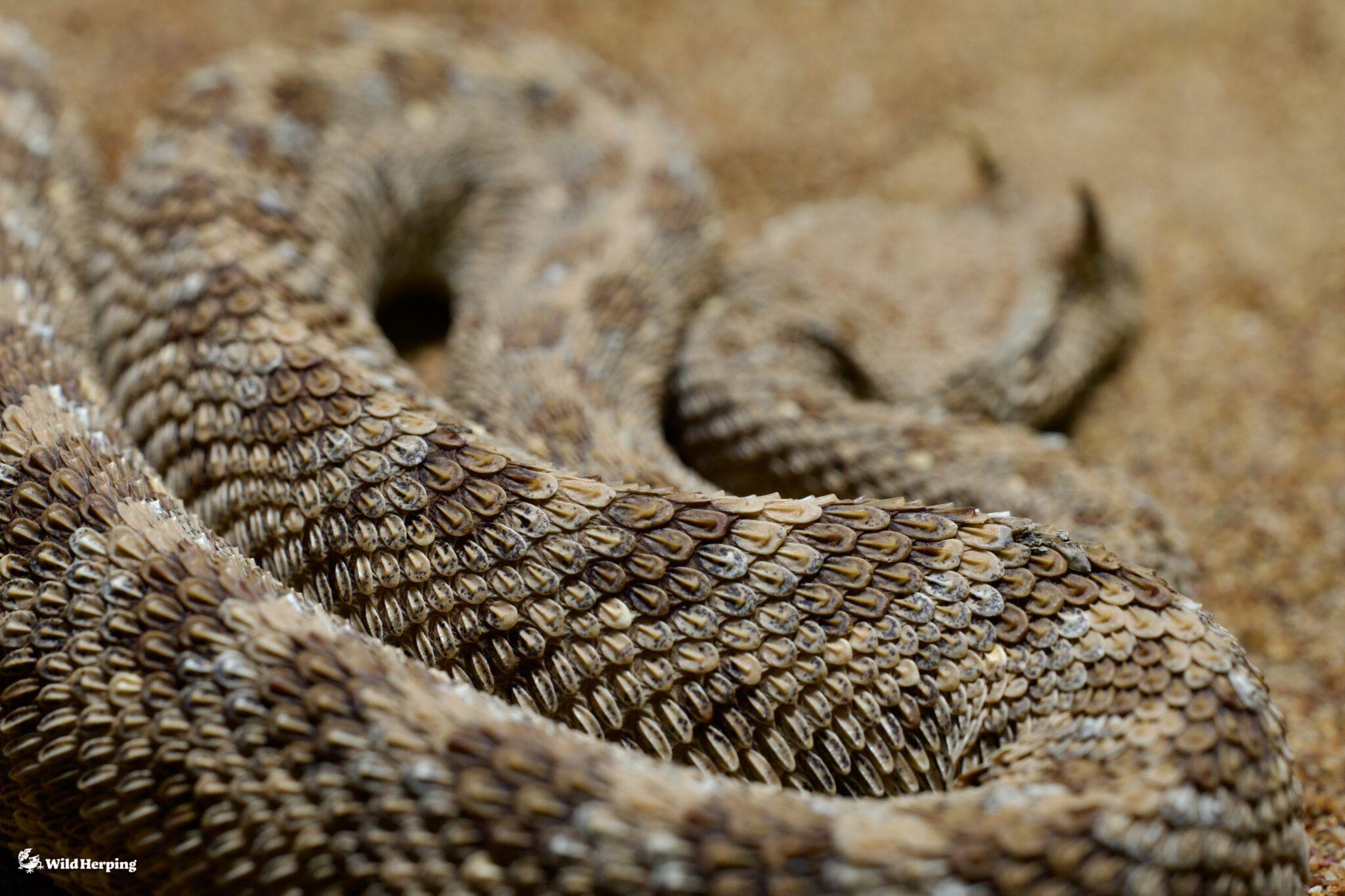 The Enigmatic Arabian Horned Viper（Cerastes gasperettii） | WildHerping