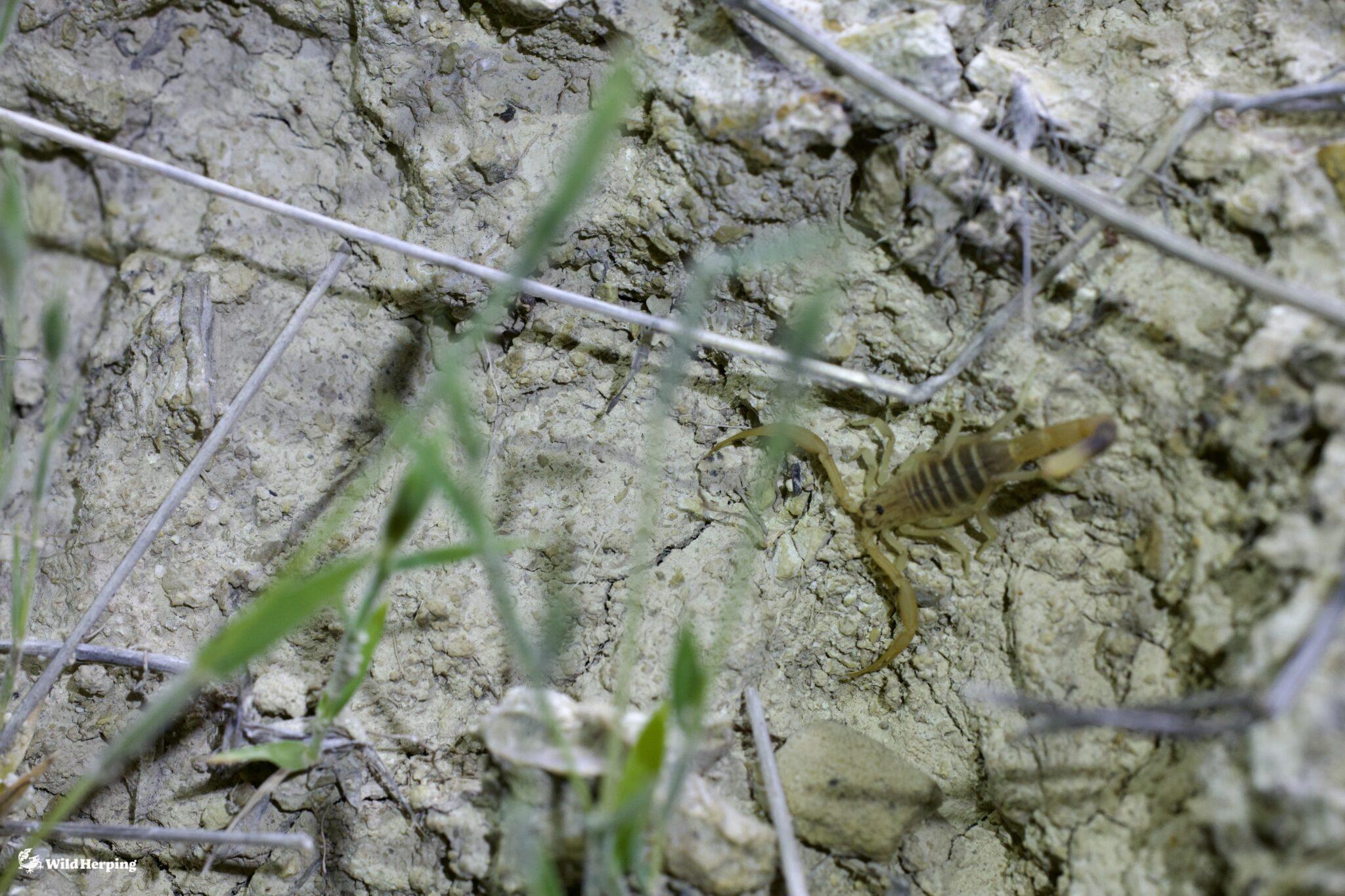 Hunting for Wild Iranian Leopard Geckos in the Zagros Mountains of Iran ...