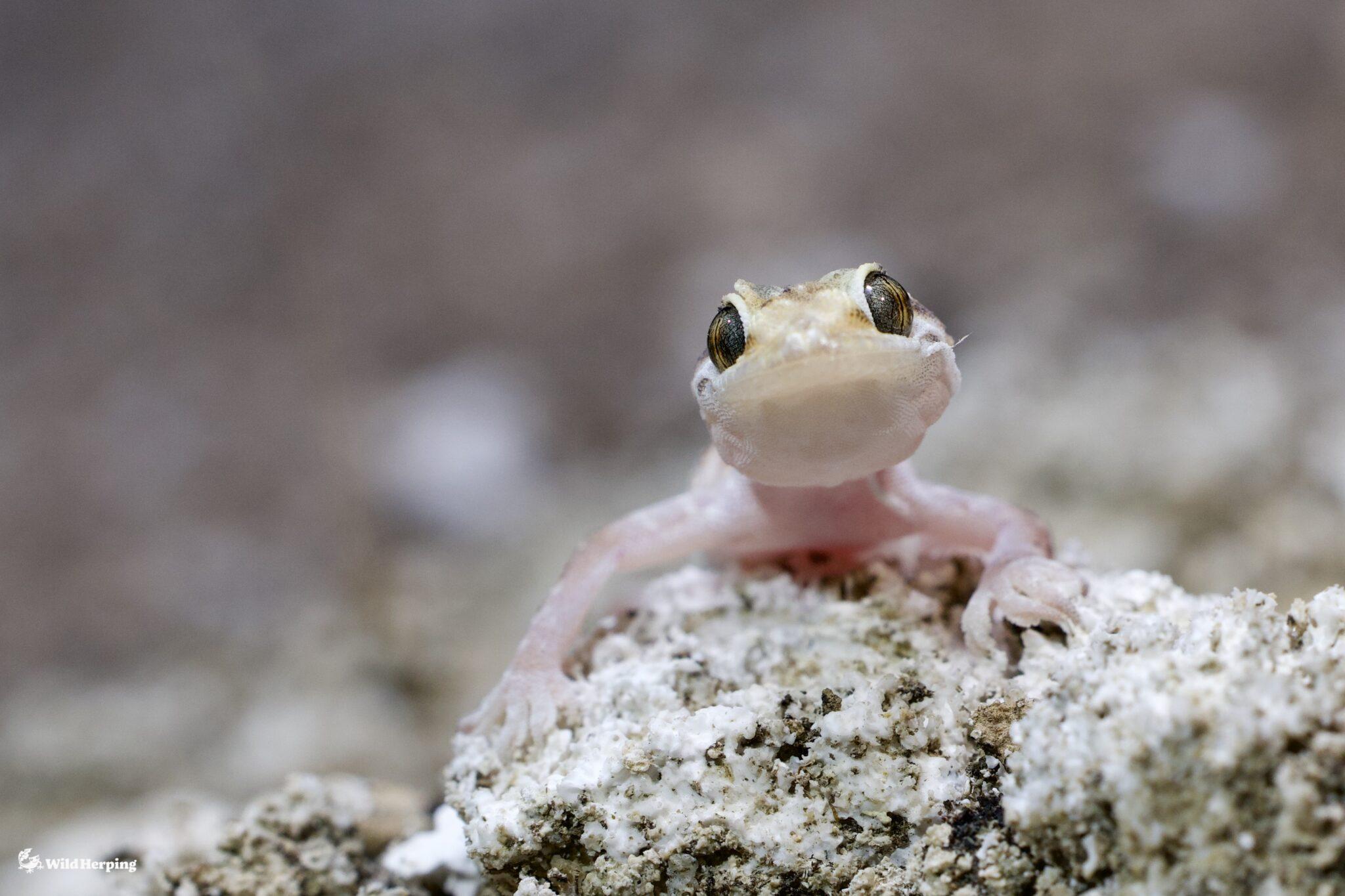Hunting for Wild Iranian Leopard Geckos in the Zagros Mountains of Iran ...