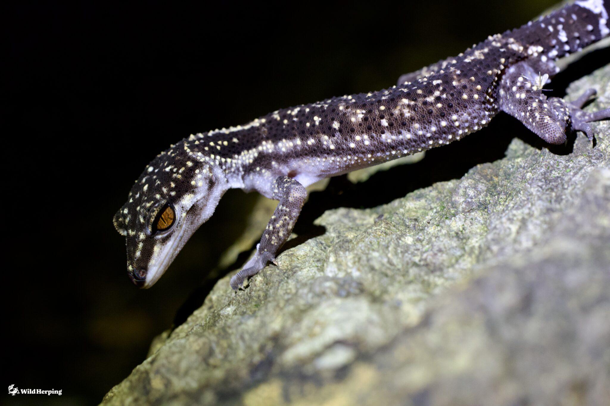Observing the Newly Discovered Yambaru Ground Gecko: Differences from ...