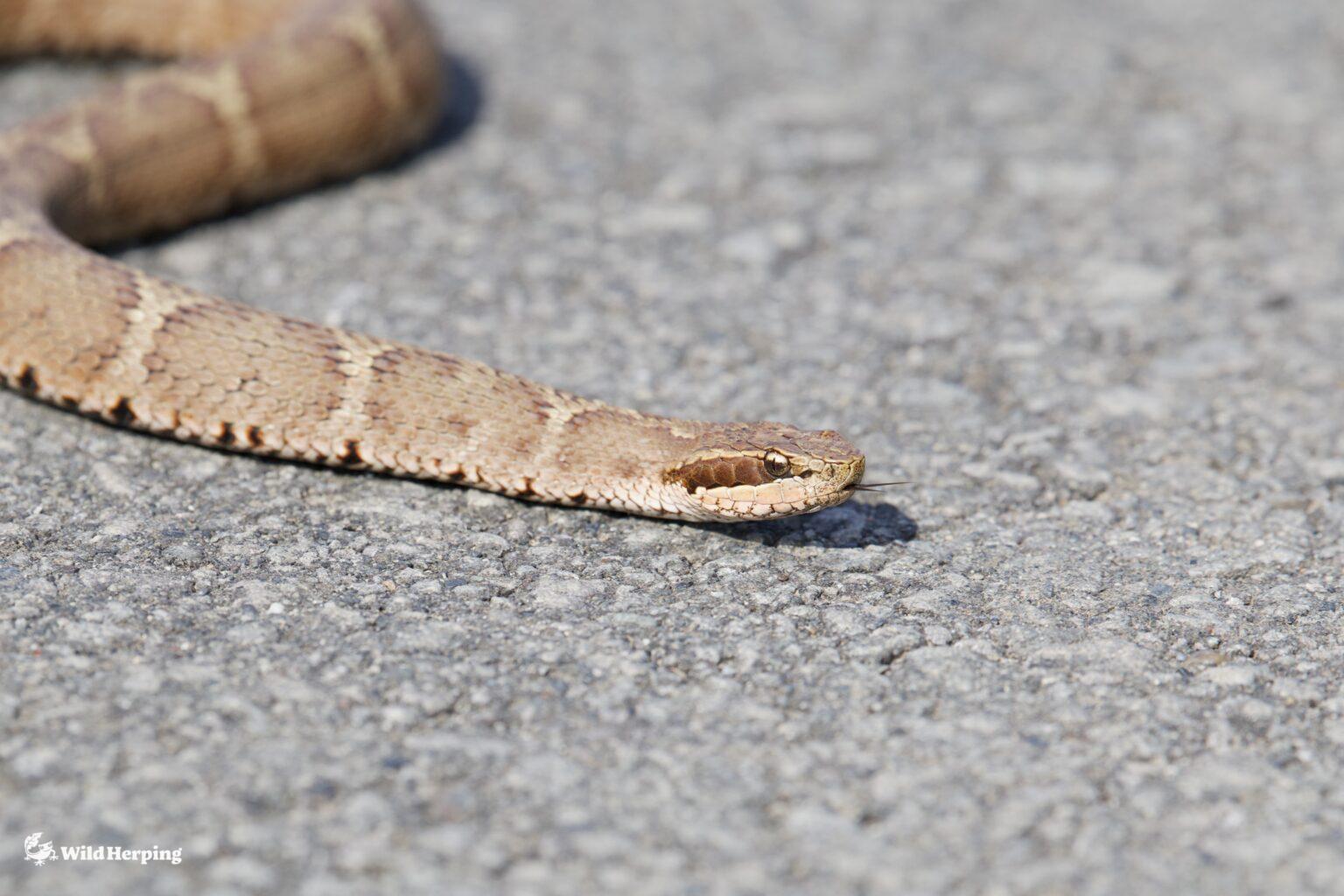 How to Look for Mamushi Pit Viper(Gloydius blomhoffii): A Guide to ...