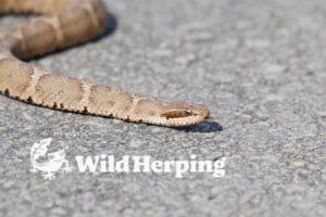 How to Look for Mamushi Pit Viper(Gloydius blomhoffii): A Guide to ...