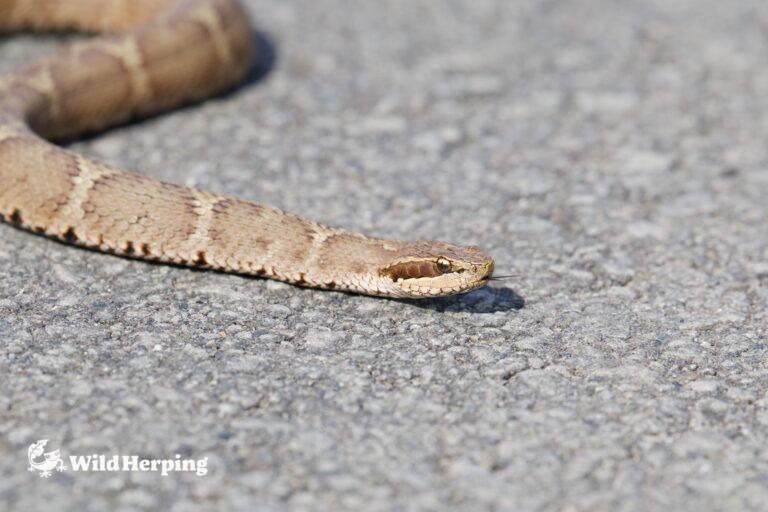 How to Look for Mamushi Pit Viper(Gloydius blomhoffii): A Guide to ...