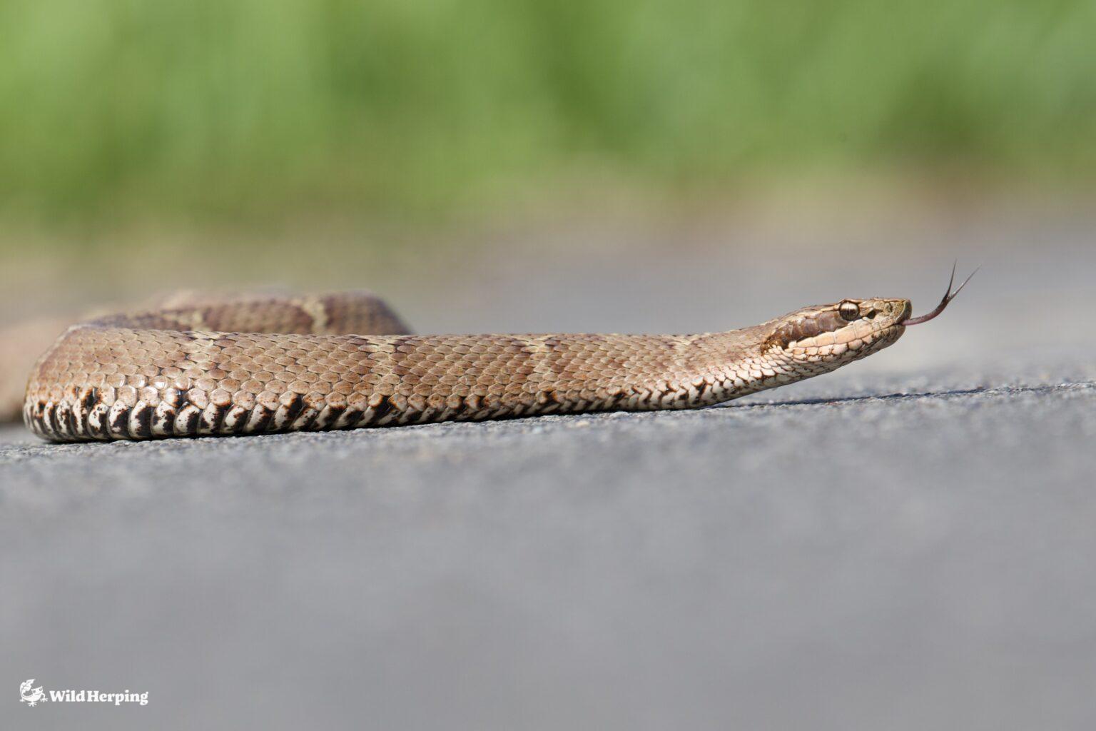 How to Look for Mamushi Pit Viper(Gloydius blomhoffii): A Guide to ...