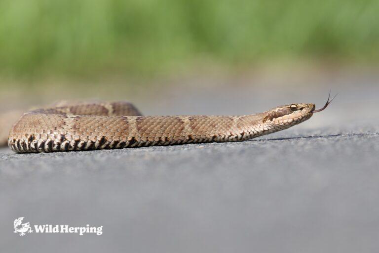 How to Look for Mamushi Pit Viper(Gloydius blomhoffii): A Guide to ...