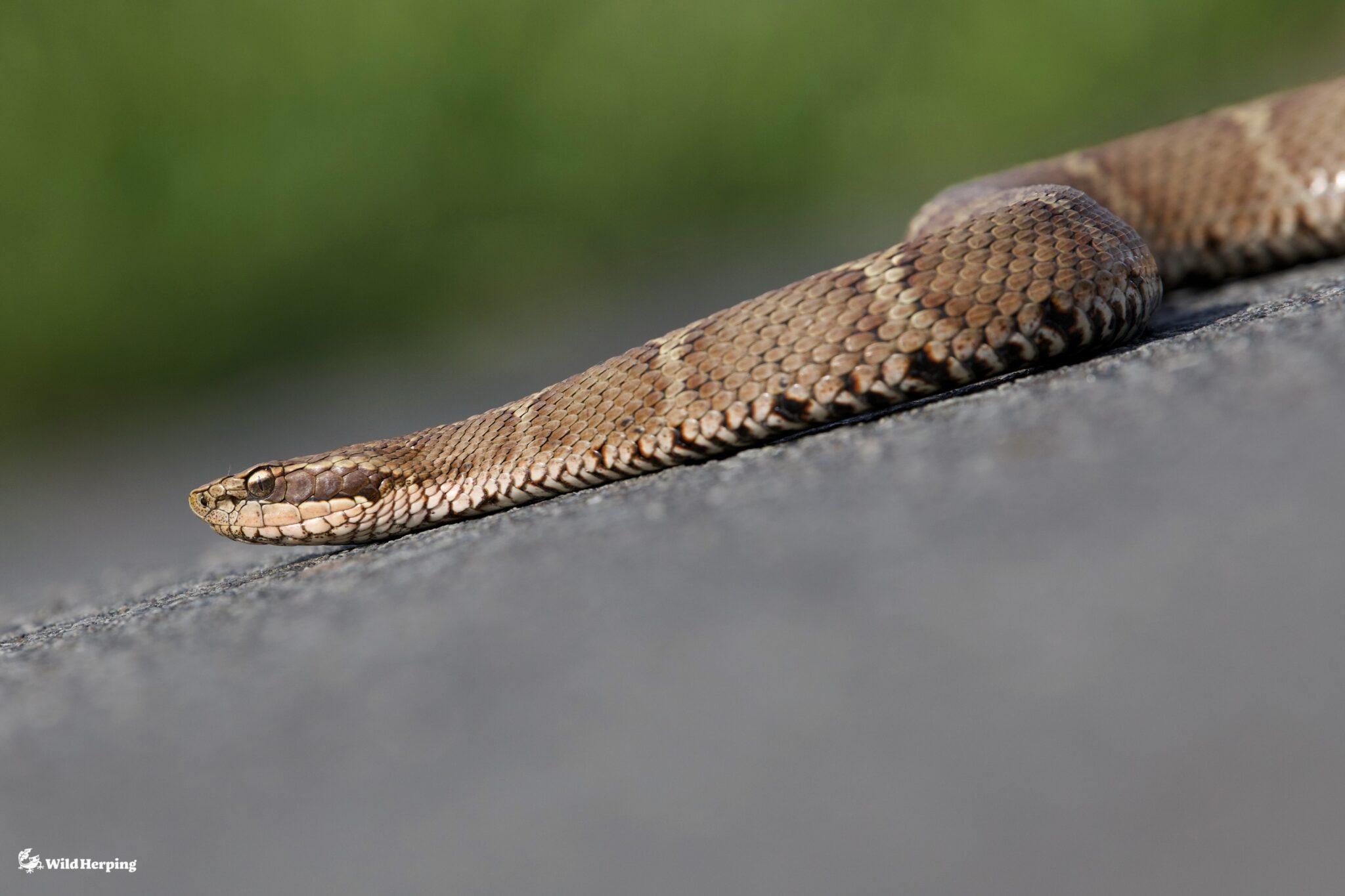 How to Look for Mamushi Pit Viper(Gloydius blomhoffii): A Guide to ...
