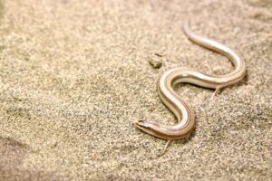 Understanding the Differences Between Snakes and Lizards: A Detailed ...