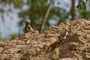 Understanding the Differences Between Snakes and Lizards: A Detailed ...