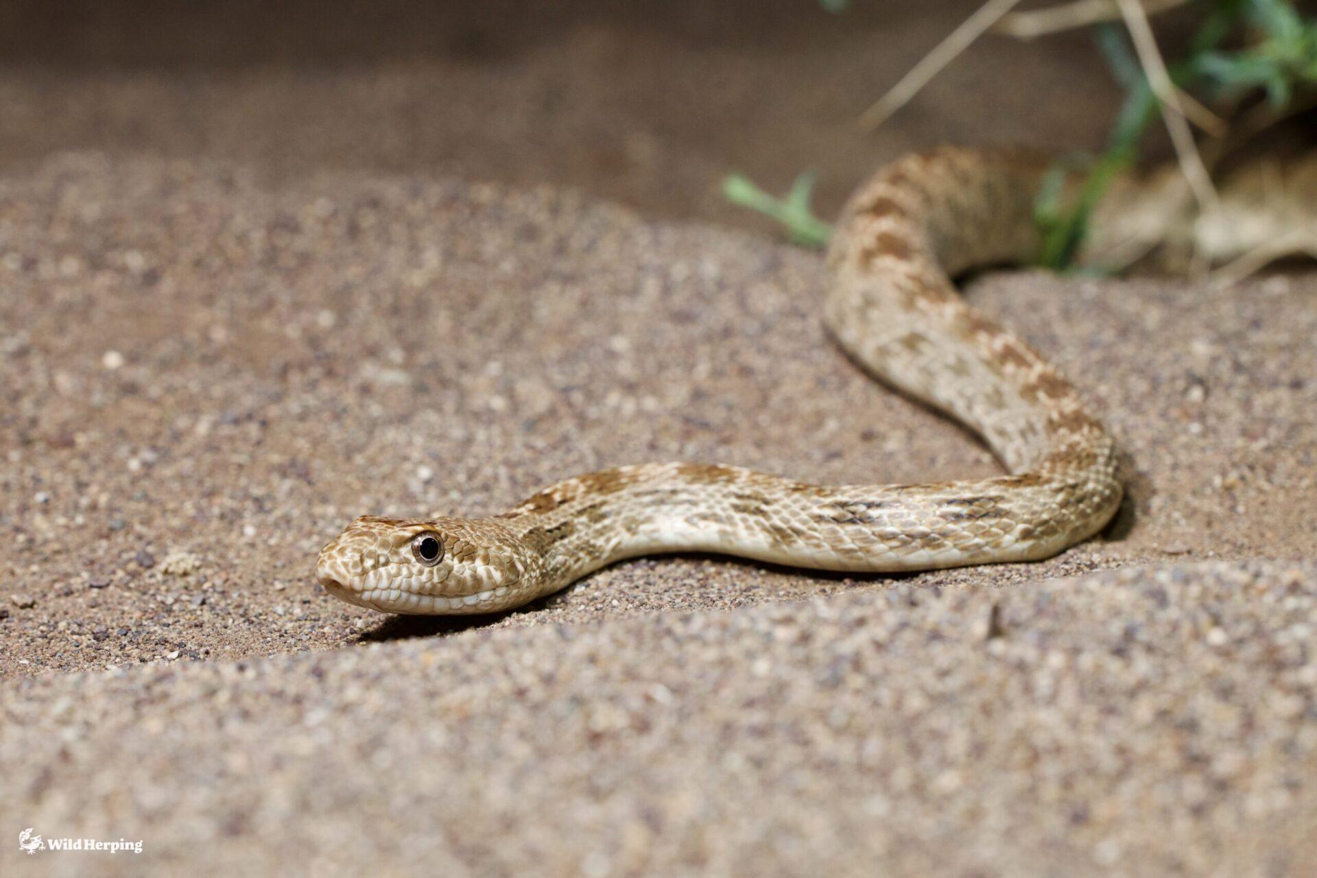 Exploring the Differences Between Snakes and Lizards | WildHerping