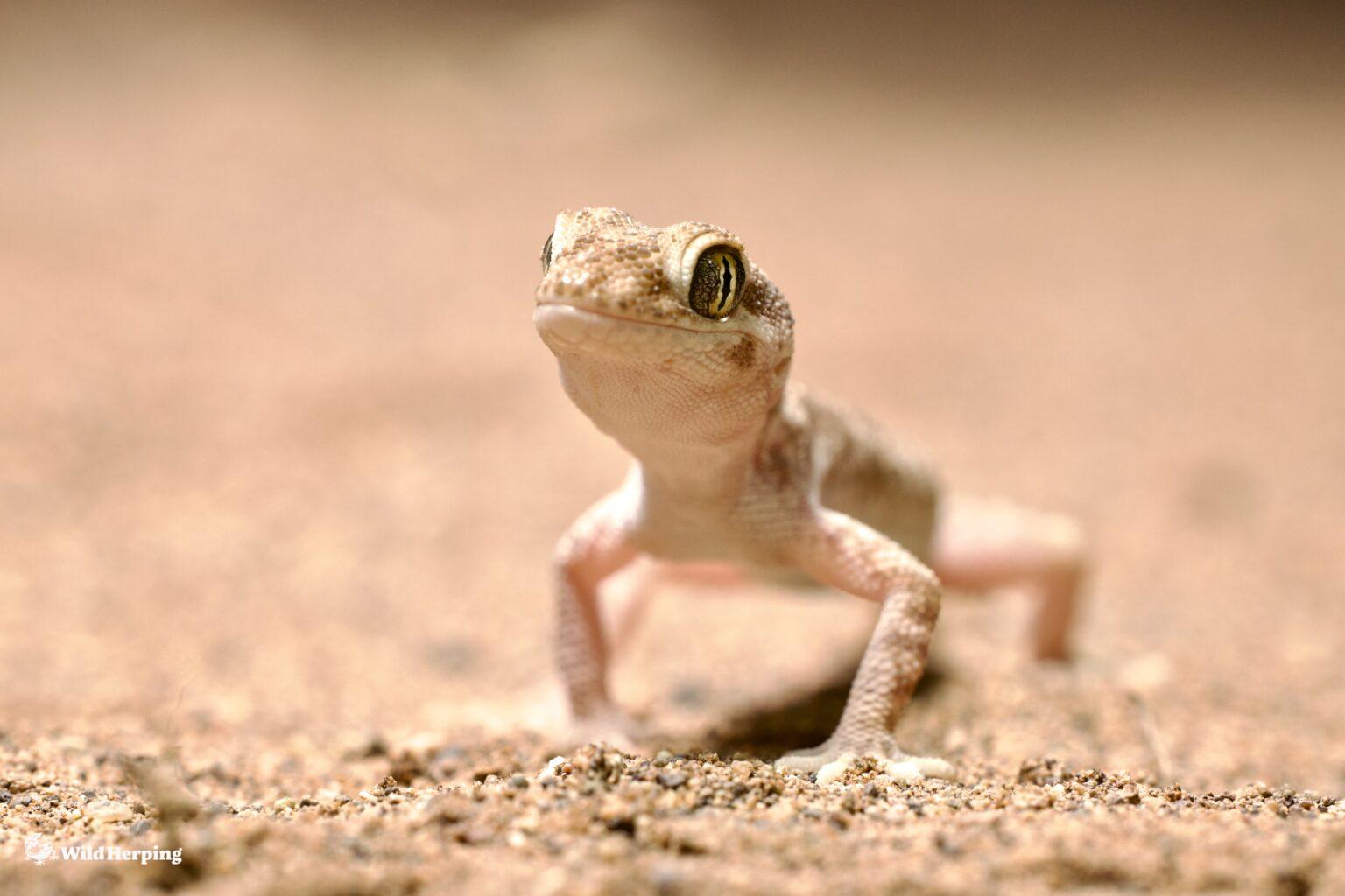 Exploring the Differences Between Snakes and Lizards | WildHerping