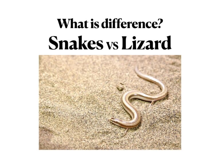 Understanding the Differences Between Snakes and Lizards: A Detailed ...