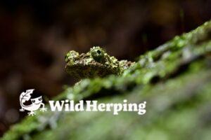 Discovering the Wild Vietnamese Mossy Frog | Herping in Vietnam ...