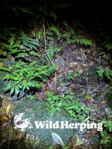 Encountering the Wild Vietnamese Mossy Frog: A Herping Adventure in ...