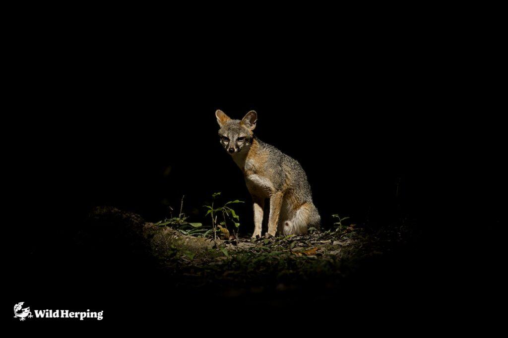 Wildlife Spotting at Tikal Ruins | Guatemala wildlife | WildHerping