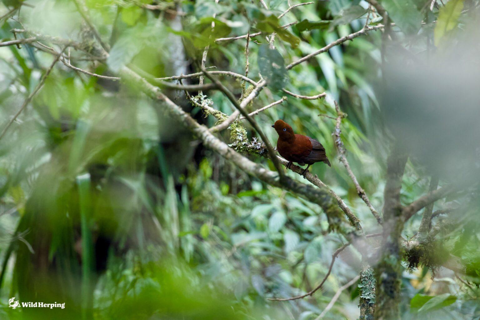 Observation and Photography Tips for the Andean Cock-of-the-rock | WildHerping